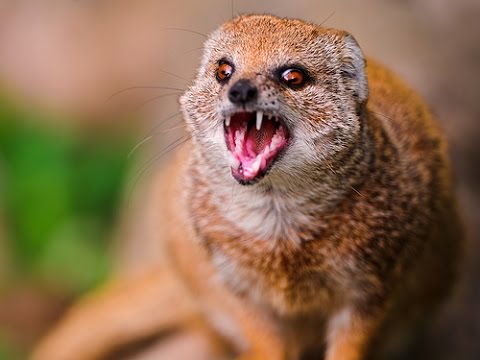 John and the Super Mongoose | Tales of an Asia Sailor
